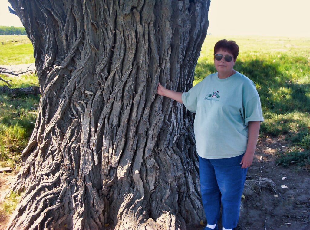 The Witness Tree - The Lost Sand Creek