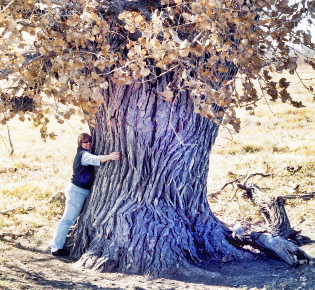 The Witness Tree – The Lost Sand Creek